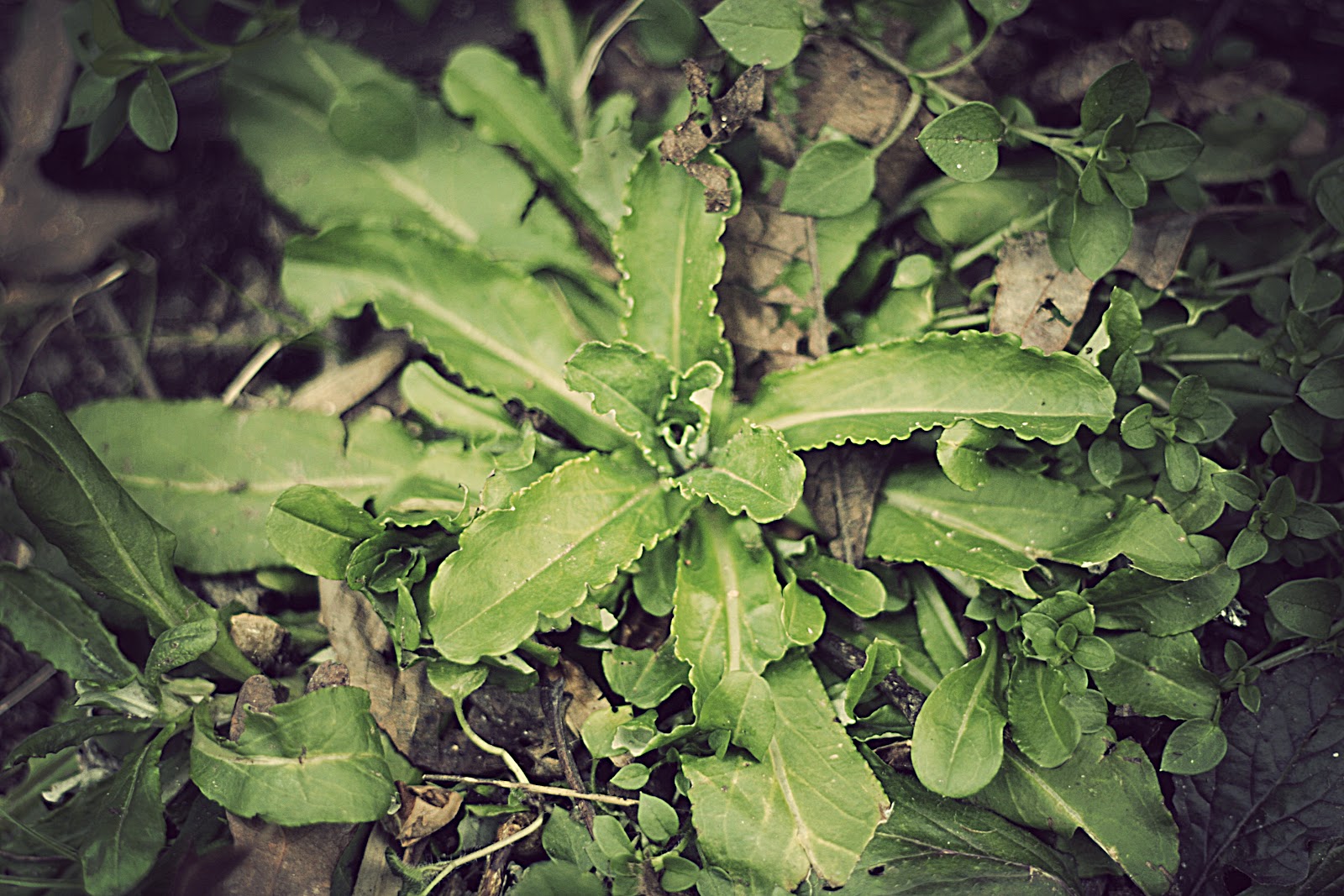 Growing Within : The Food Blog: Can you name this plant/weed?