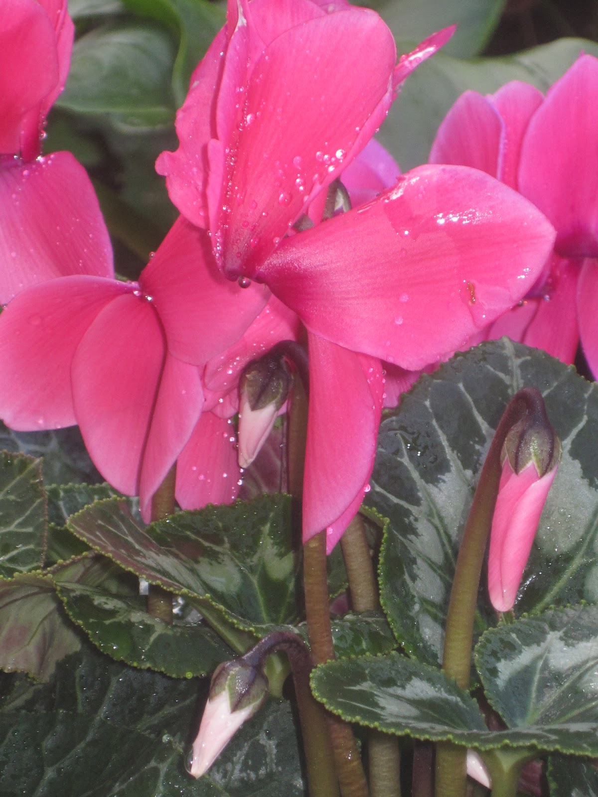 BAHCEMDEKİ SİHİR: SIKLAMEN-CYCLAMEN