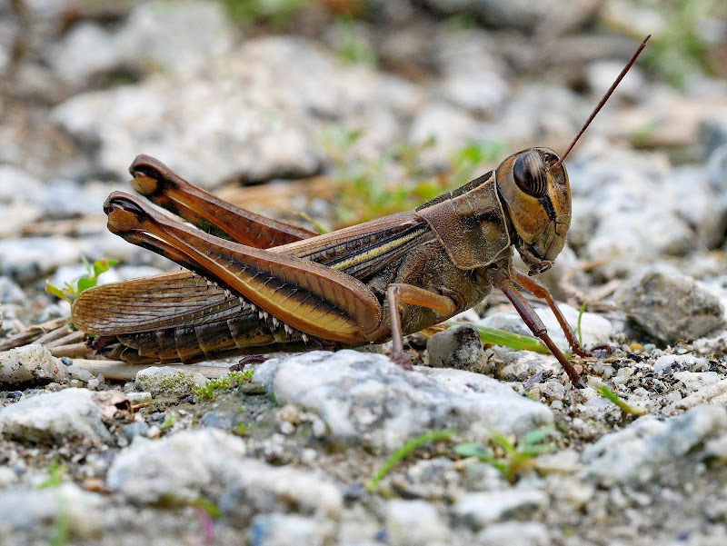 Nitideces de Miguel: Saltador preparado
