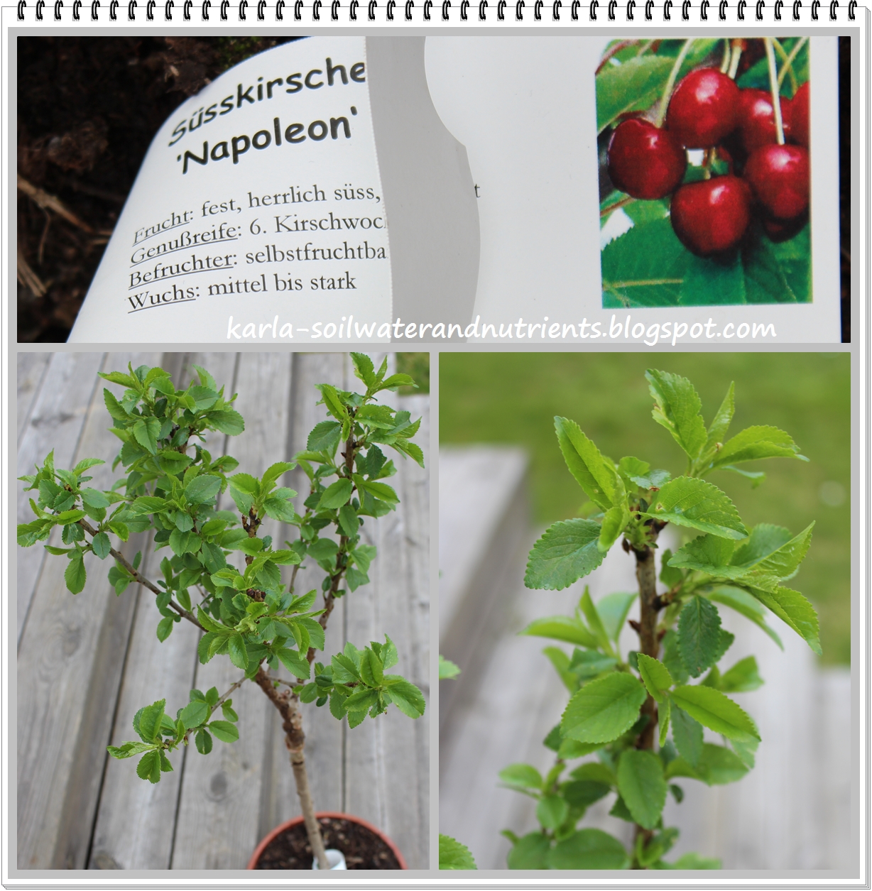 KARLA-soil, water and nutrients: Den nya rabatten