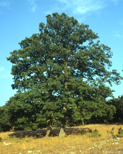 rovere albero - DrBeckmann