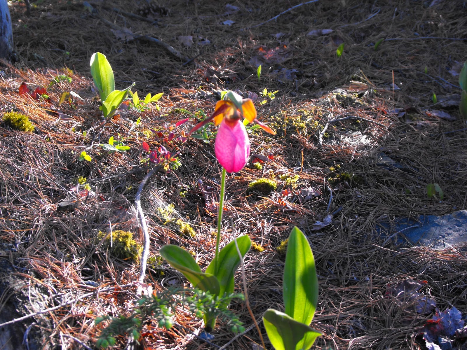 northernbliss: TESTICLE PLANTS