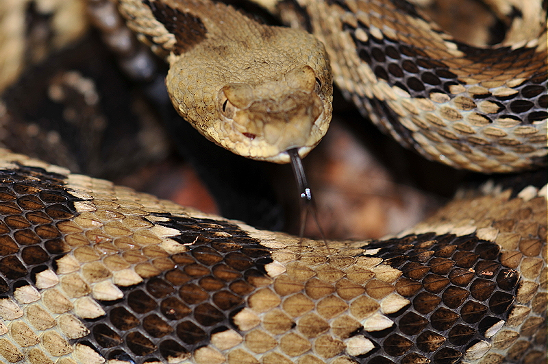 In Relentless Pursuit: On Snake Mountain