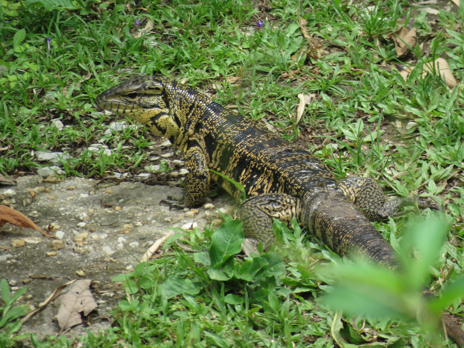 Bird & Travel Photos, Birding Sites, Bird Information: TIGER LIZARD ...