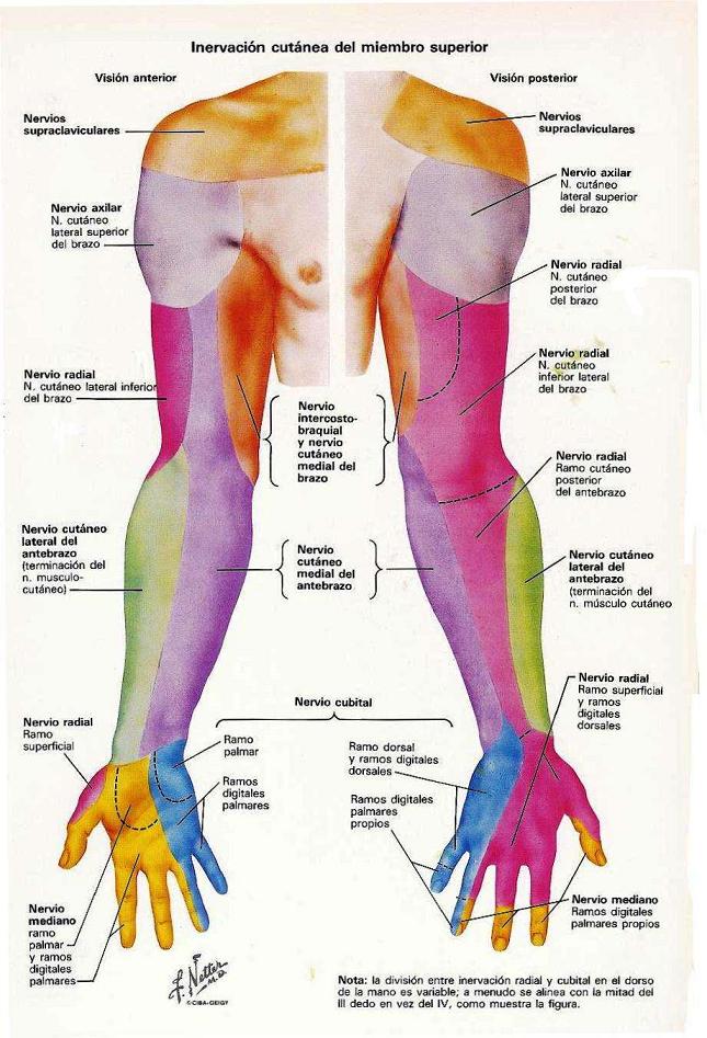 semiologia quirurgica: EXAMEN FISICO DE LAS EXTREMIDADES Y EXAMEN DE ...
