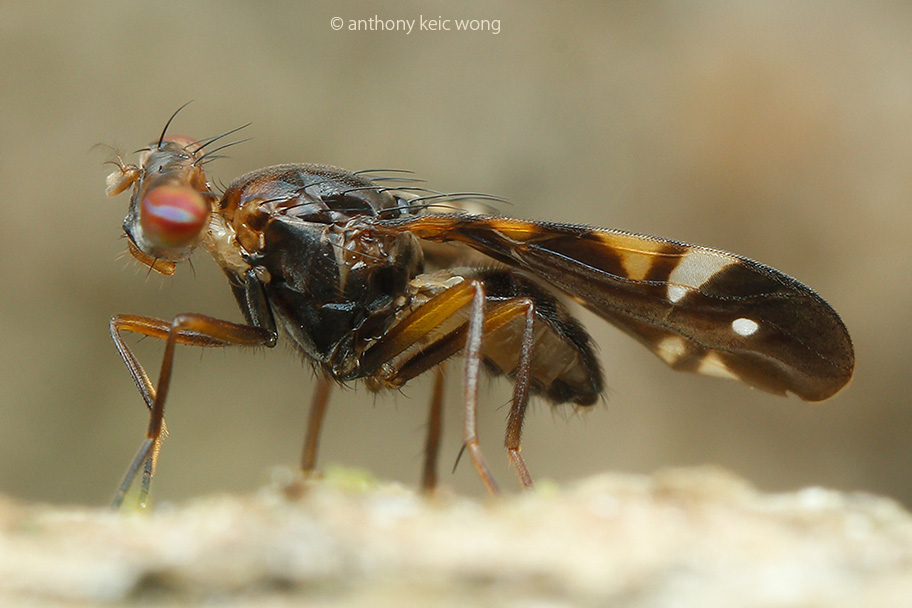 Macro Photography: Hammer-headed tephritid, Themara maculipennis