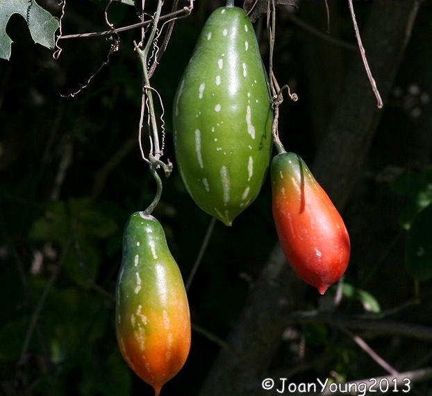 Natures World of Wonder: Wild Melon (Coccinea quinqueloba)
