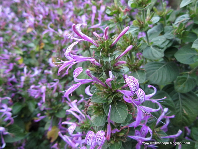 Walking the Cape: Kirstenbosch: 'Allo Aloe