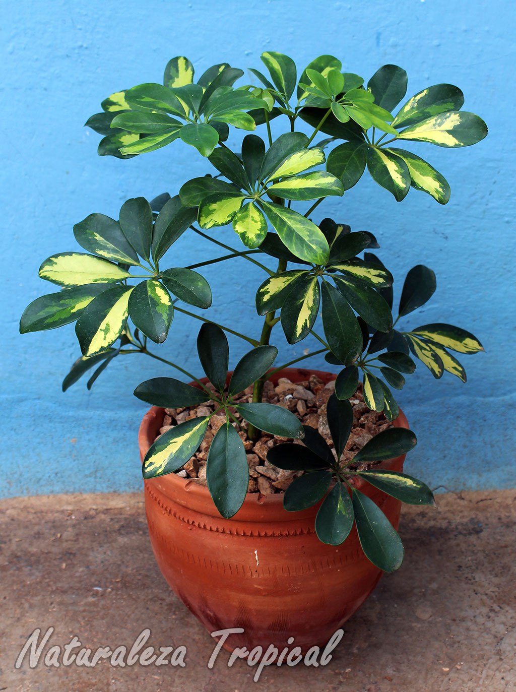 Naturaleza Tropical: Aprende a cuidar a tu Cheflera, Schefflera arboricola