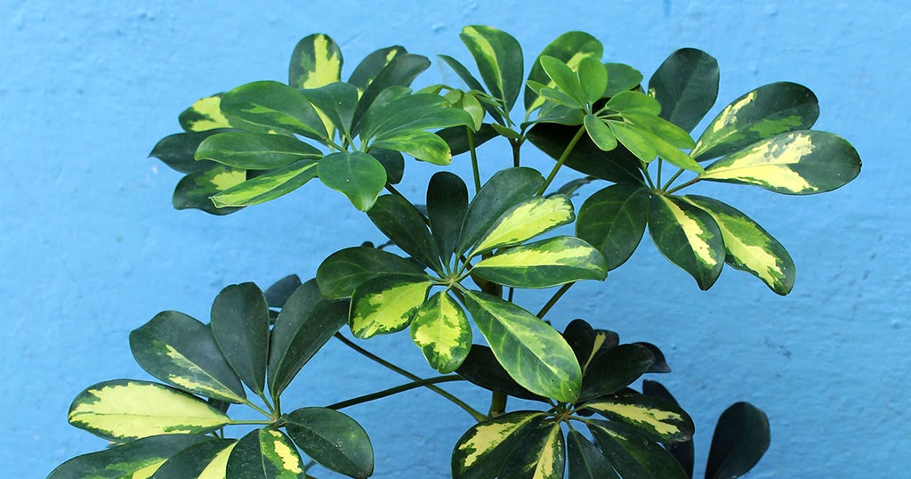 Naturaleza Tropical: Aprende a cuidar a tu Cheflera, Schefflera arboricola