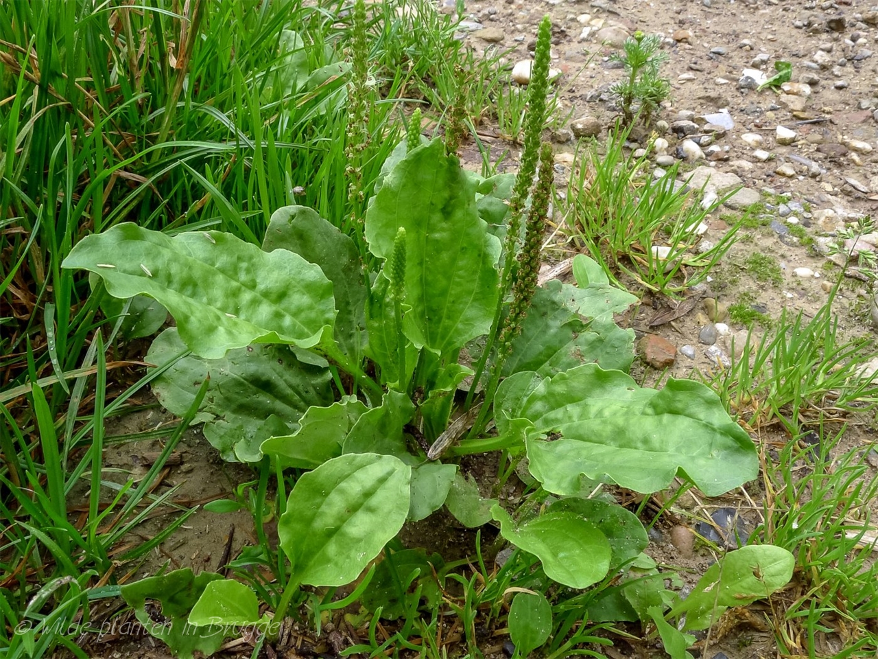 Wilde planten in Brugge: Weegbree