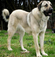 Abstracts from the Goat Farm: Livestock Dogs (or Predator and Prey ...