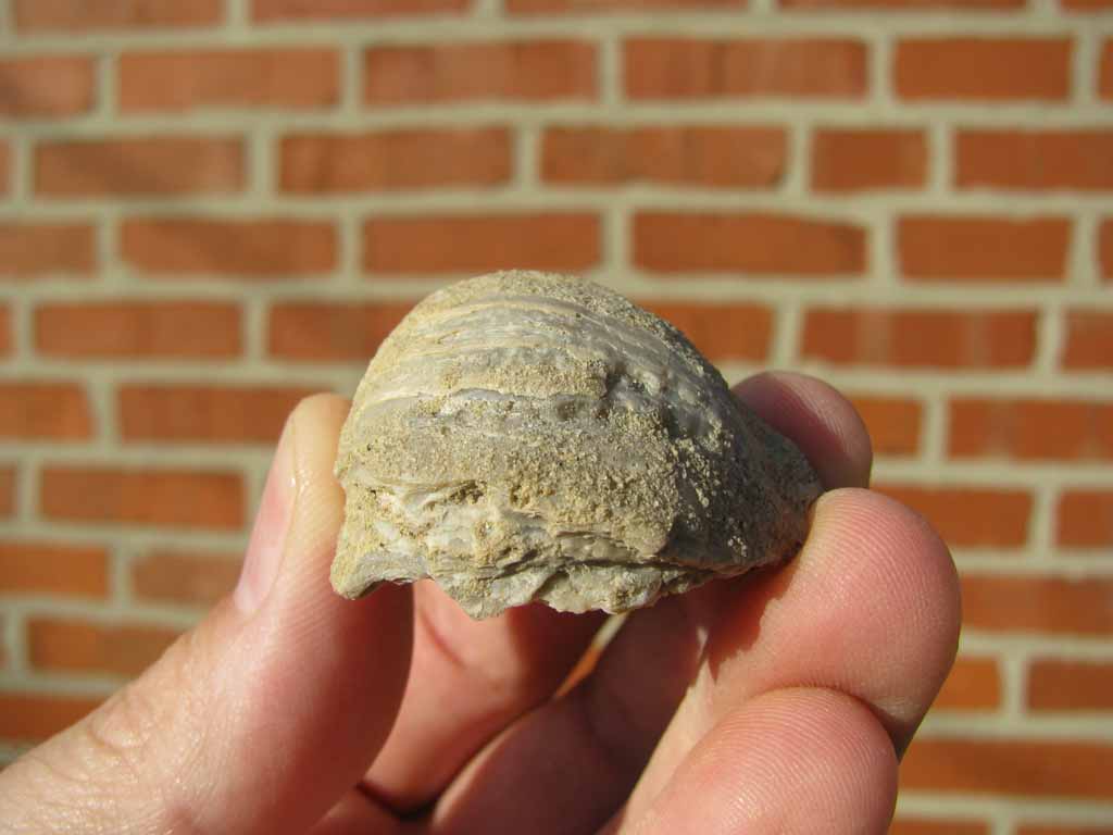 Views of the Mahantango: Pycnodonte newberryi from Utah