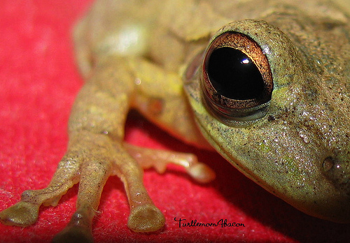 best photos 2 share: Cool Frog Pictures