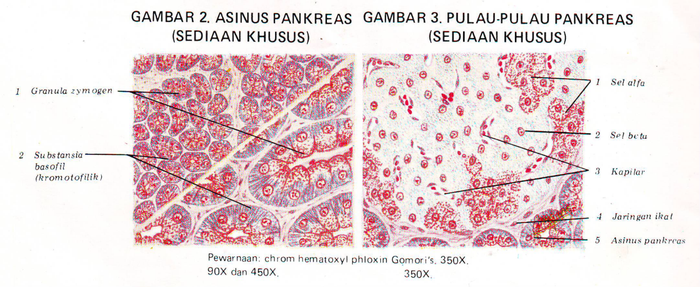 Inspirasi Hati: Belajar Histologi Belajar Memahami Keagungan Ciptaan Allah