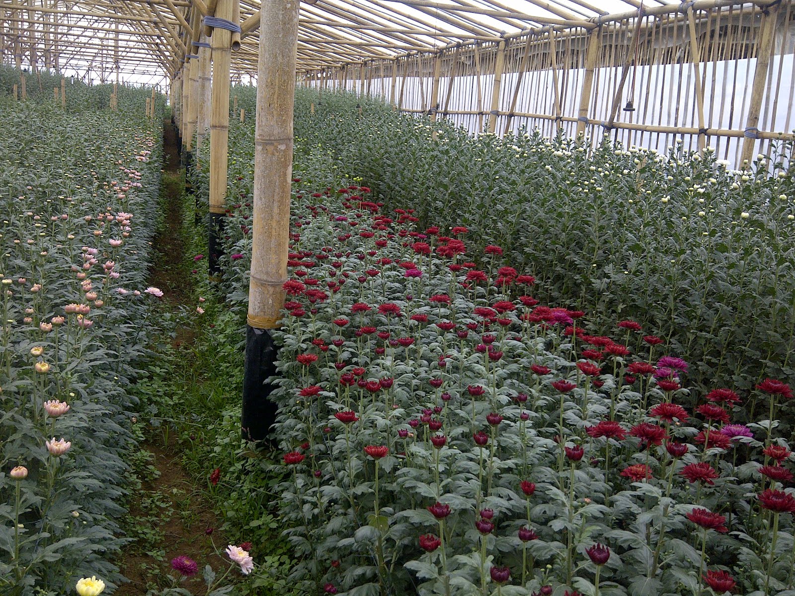 SALSABILA FLOWERS: TOKO BUNGA SALSABILA FLOWERS