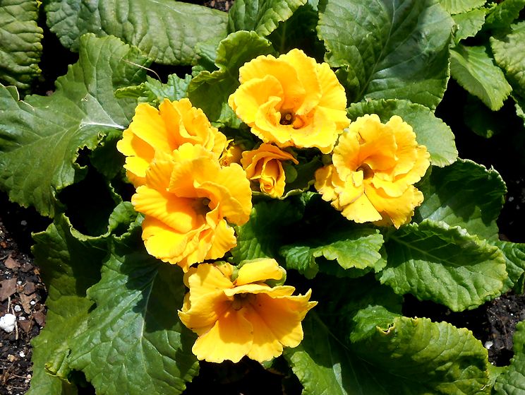 My Virtual Garden: Chicago Botanic Sp