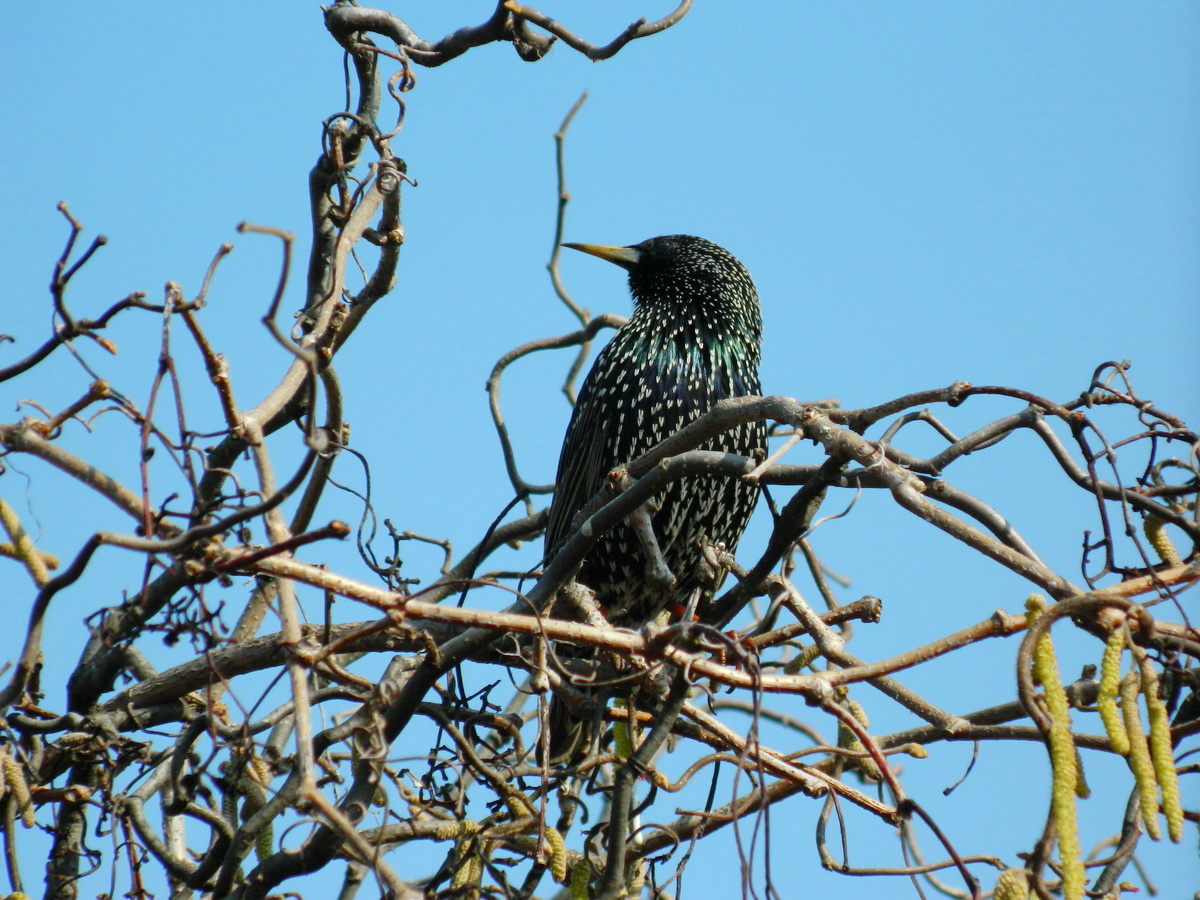 LA MULTI ANI, ROMANIA!: Graur