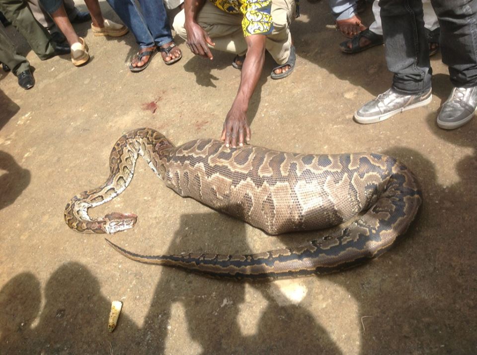 Amazone44: Snake Swallowed A Goat In Abuja