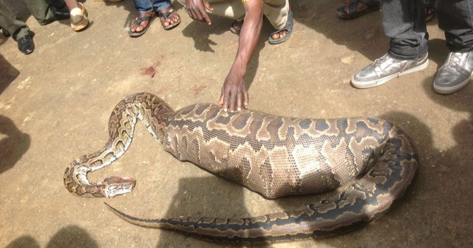 Amazone44: Snake Swallowed A Goat In Abuja