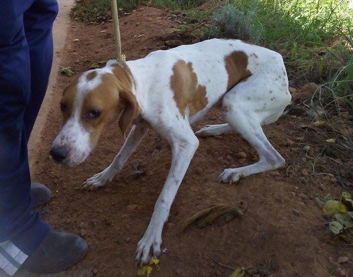 NOBLE GALGO: SACHA, POINTER ESPERA LA OPORTUNIDAD DE UNA FAMILIA.