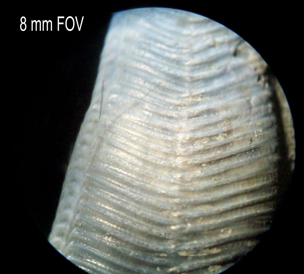 Louisville Fossils and Beyond: Paraconularia magna