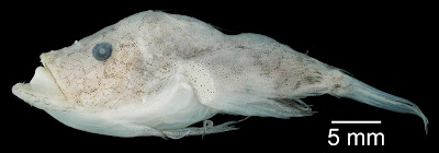 Real Monstrosities: Monkfish