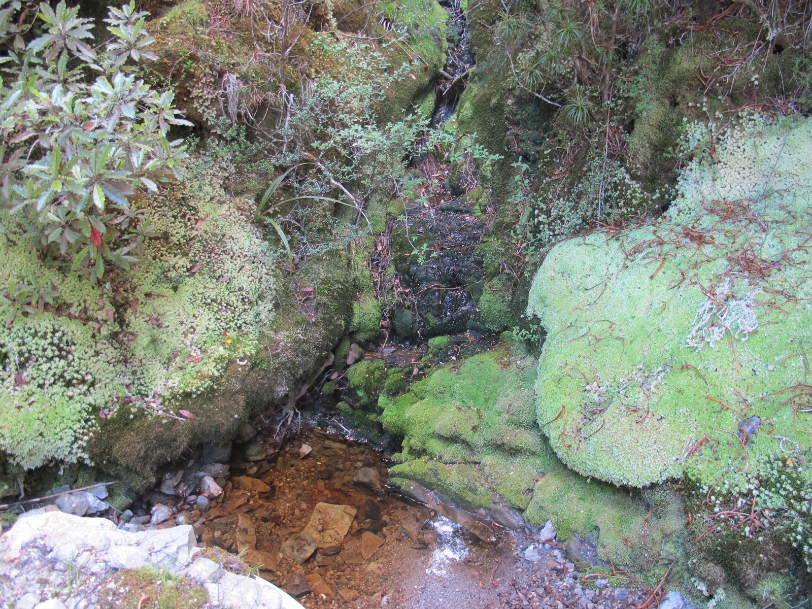 Come, walk with me.: Heaphy Track - day 2 Gouland Downs hut to Saxon Hut
