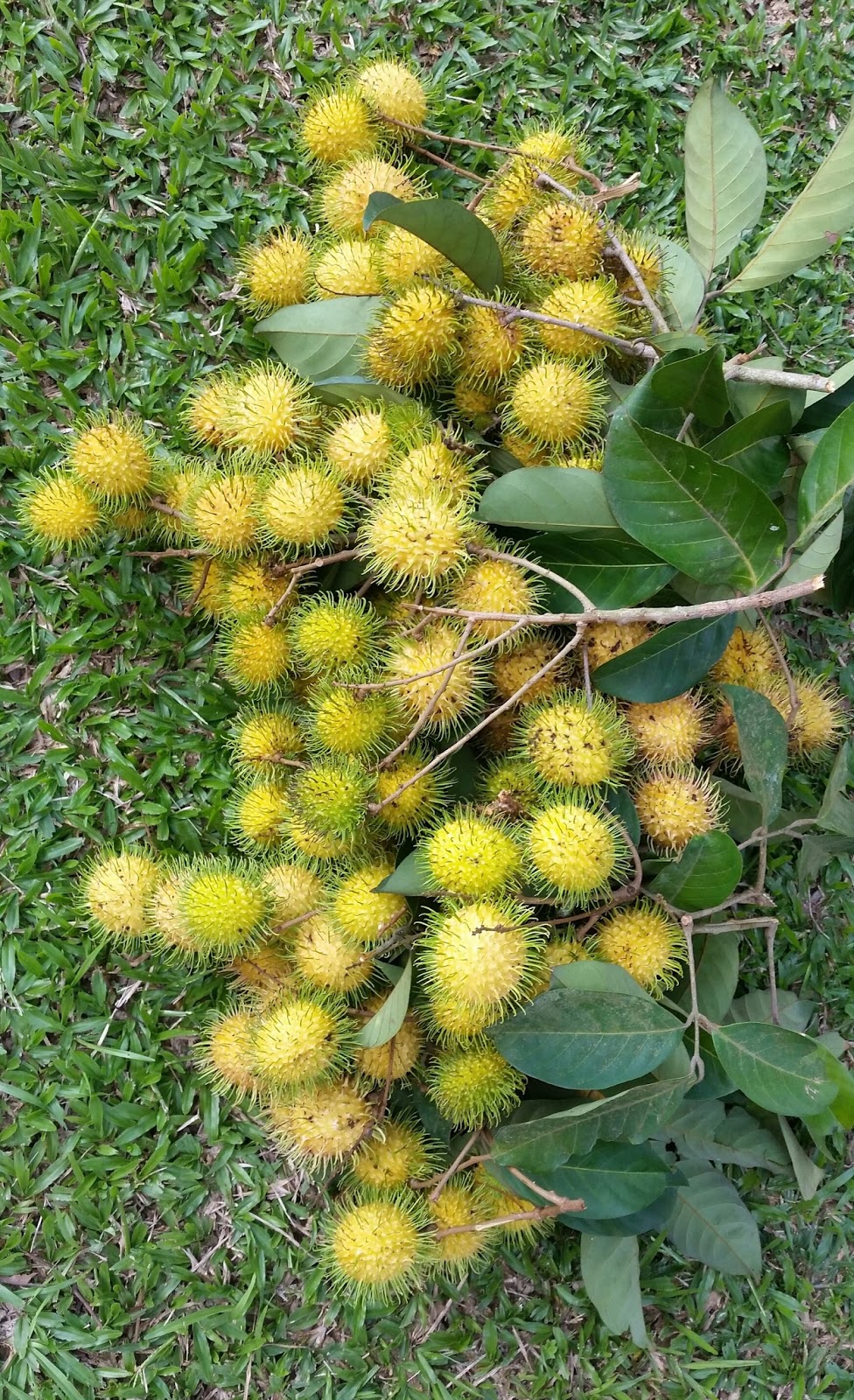 Warisan Petani: Rambutan Gading
