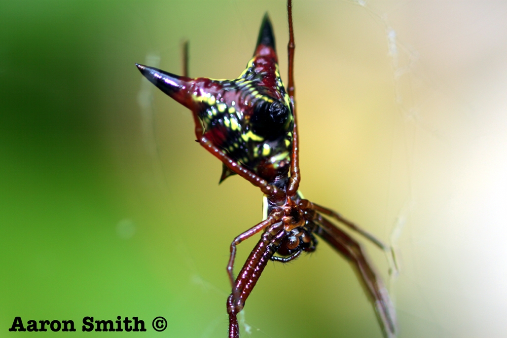 Aaron Smith Wildlife Photography: Arrow-shaped Micrathena Spider
