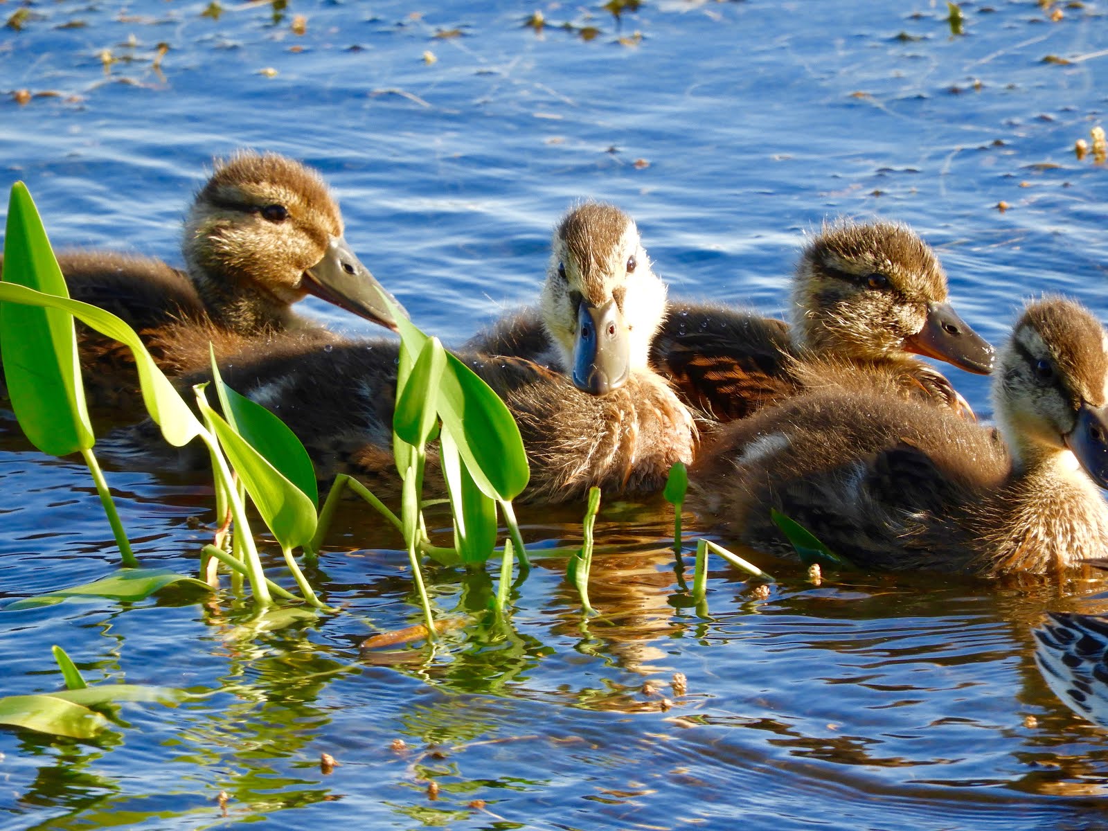 It's All About Purple: Ducklings And Other Things