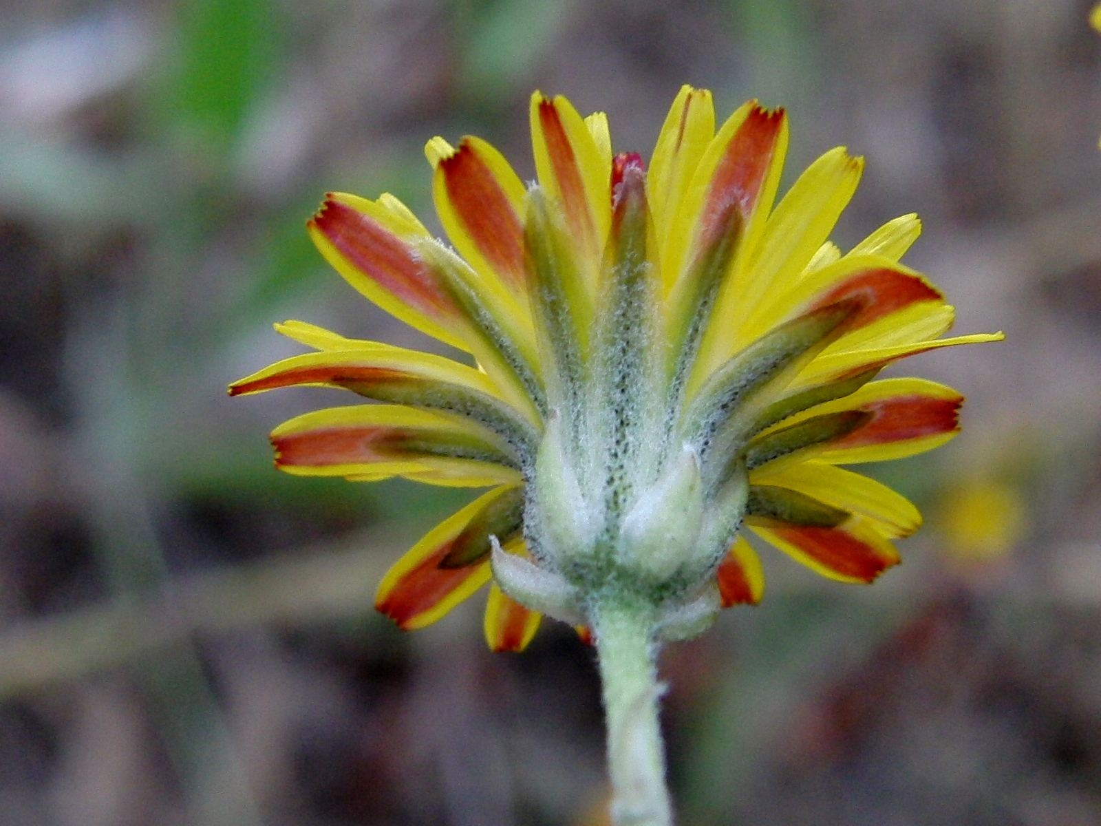 VILLENATURA: Crepis capillaris