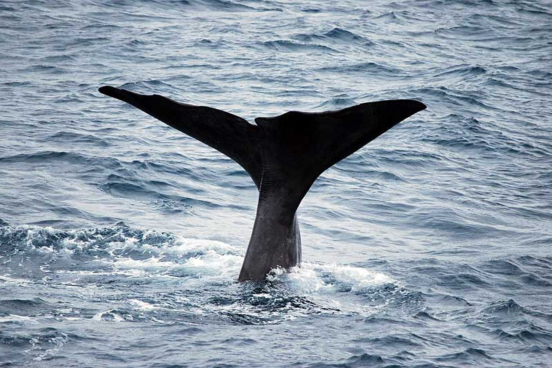 groengedoe.nl: potvis