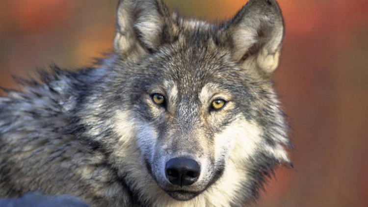 The Rural Blog: Gray wolves returned to protected status in Michigan ...