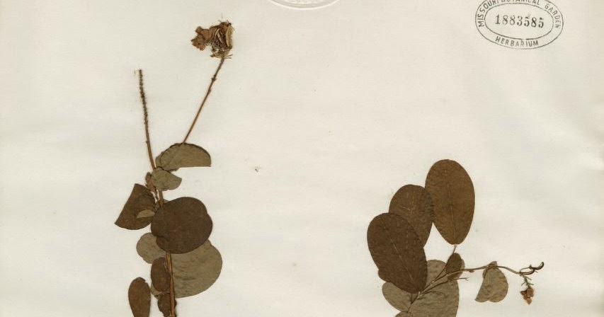 Flora de Puerto Rico Ilustrada Papo Vives: FABOIDEAE DESMODIUM DE UNA ...