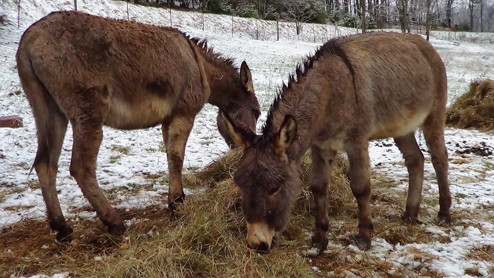 WATERFALL ROAD: DONKEY POWER