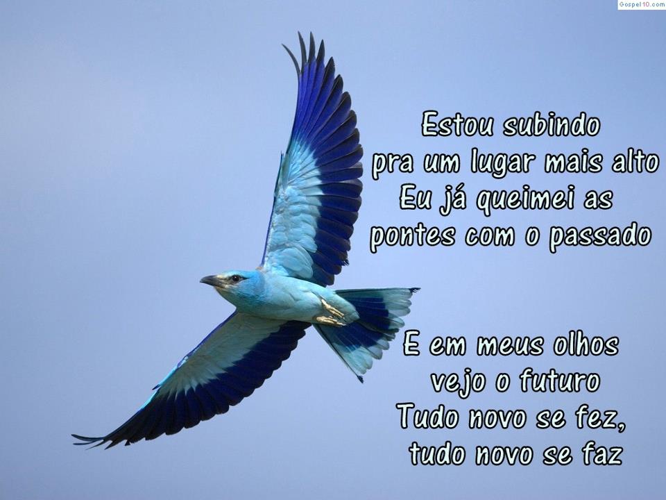 Coração Sagrado: Voar mais alto...