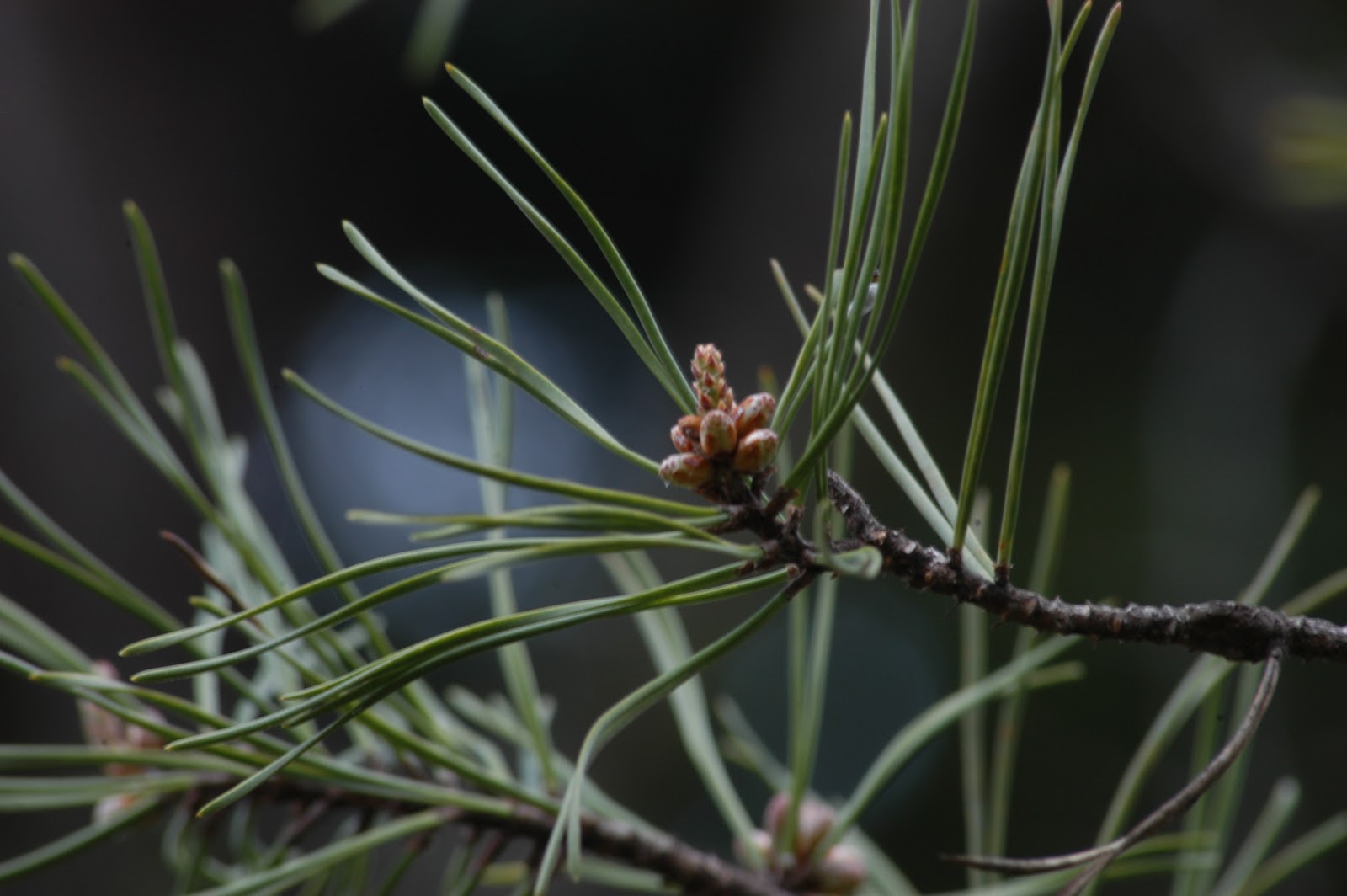 A Year With the Trees: Shortleaf Pine - Pinus echinata