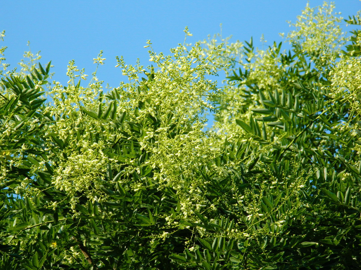 LA MULTI ANI, ROMANIA!: Pom inflorit in luna iulie