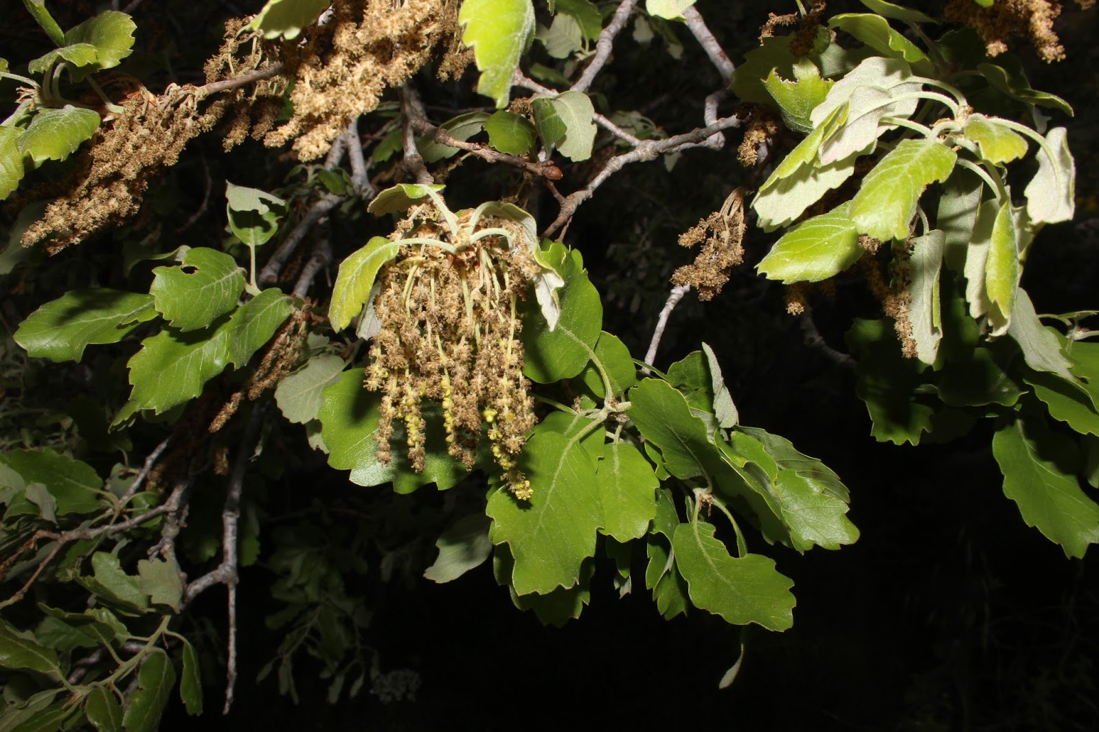 Biodiversity of Cyprus by NGO Protection of the Natural Heritage and ...