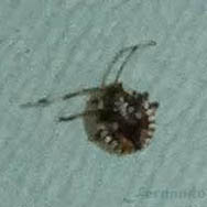 Insetologia - Identificação de insetos: Ninfa de Maria Fedida em São Paulo