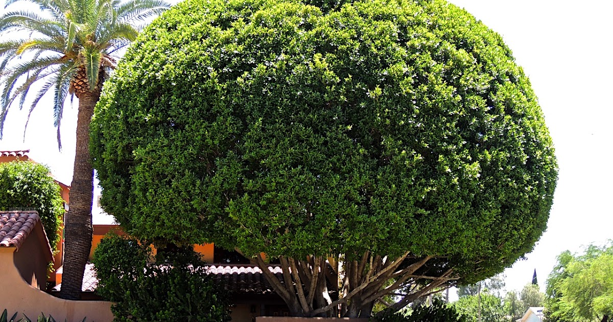 Phoenix Daily Photo: Big Round Tree