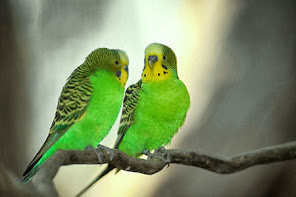 Pericos Australianos: Cuidados y Recomendaciones