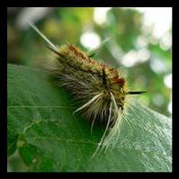 Museo vivo: ¿Que son los los azotadores? y que hacer en caso de ...