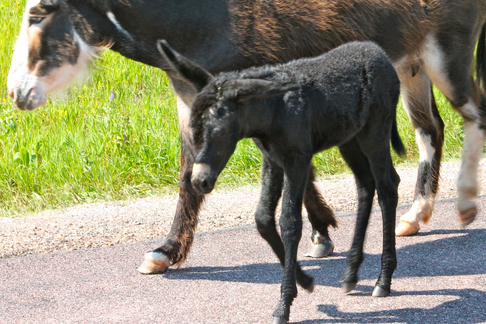 Ty and Ida On the Road: Montana to Iowa