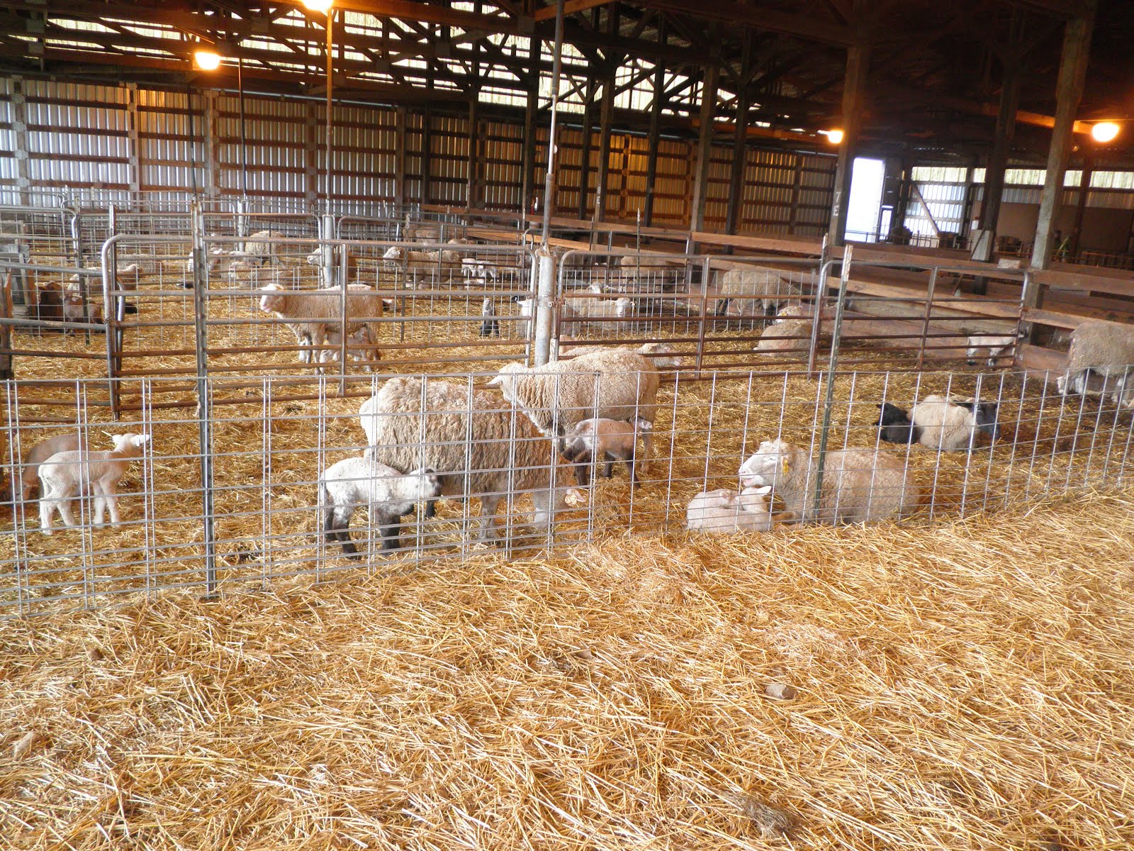 a place in the country: Lambing Barns