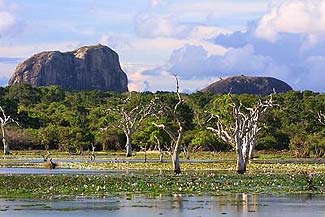 Yala Forest Reserve - Sri Lanka information in one place......