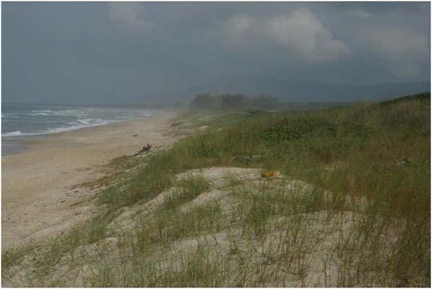 Landforms in the World: Coastal and Oceanic Landform (21.Dune System)