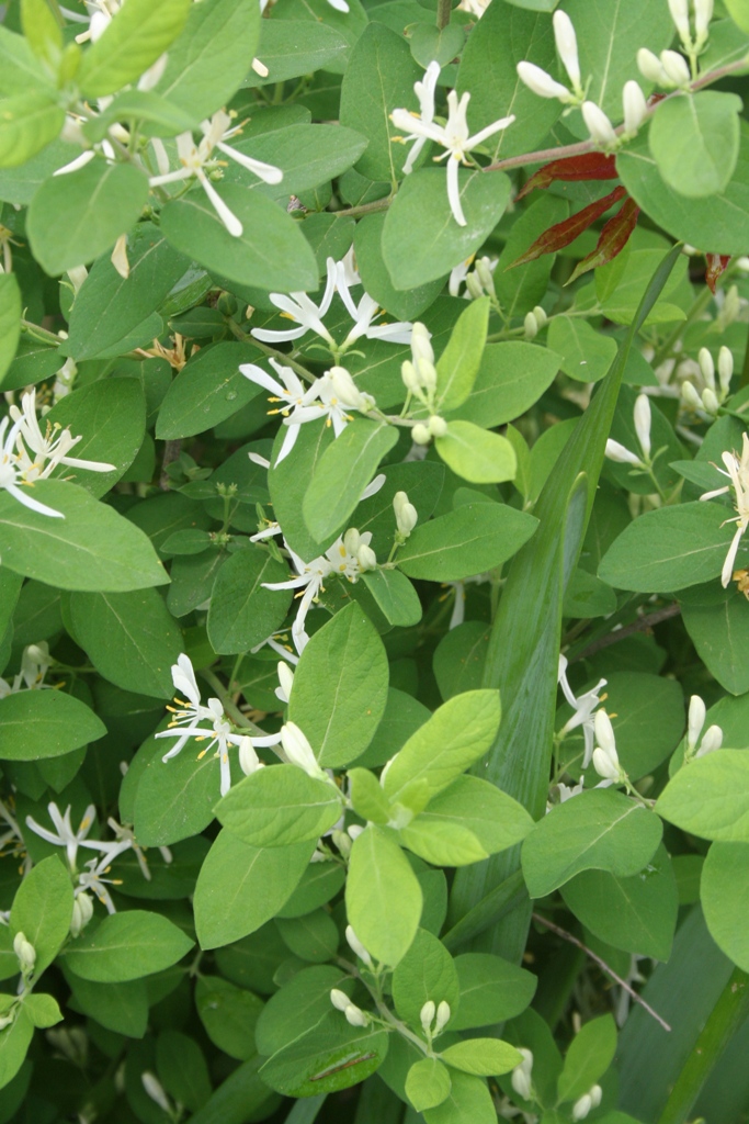 Our Garden Journal: Whispy White Honeysuckle