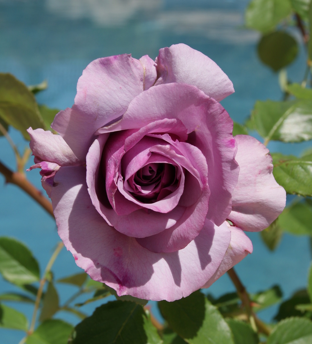 Organic Garden Dreams: Rose of the Month: 'Sweetness'